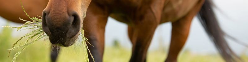 Raufutter » große Auswahl für Pferde online bestellen | LEXA